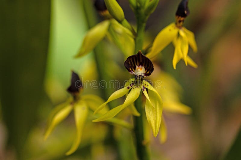 Macro of a Yellow Spider Orchid Flower Stock Image - Image of botany ...