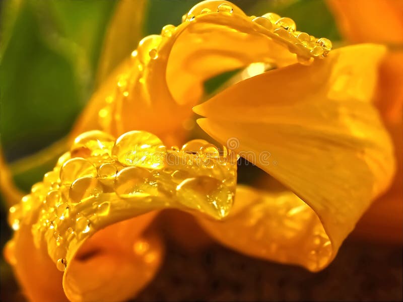 Macro of a Yellow Sun Flower with Rain Drops Stock Image - Image of ...