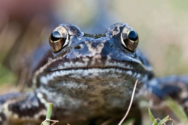 Macro Oeil D'animal De Grenouille Image stock - Image du détail, oeil ...
