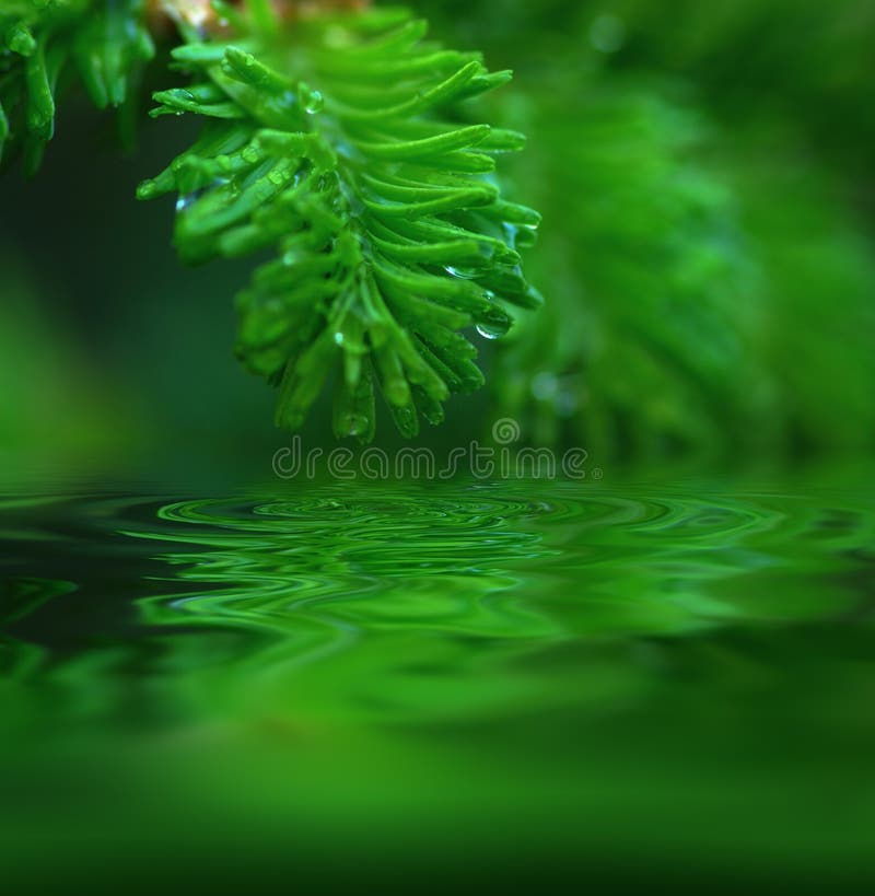 Macro young fir-tree stock image. Image of garden, rain - 5272853