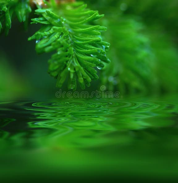 Macro young fir-tree stock image. Image of green, scenic - 5272849