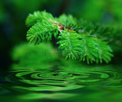 Macro young fir-tree stock image. Image of garden, rain - 5272853