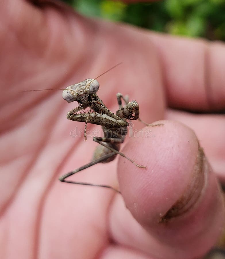 Macro of Young Praying Mantis on Human Finger Stock Photo - Image of ...