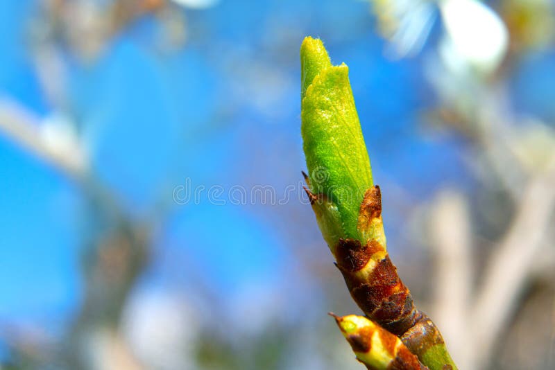 Macro of Young Spring Foliage Tree Leaf. Stock Image - Image of small ...