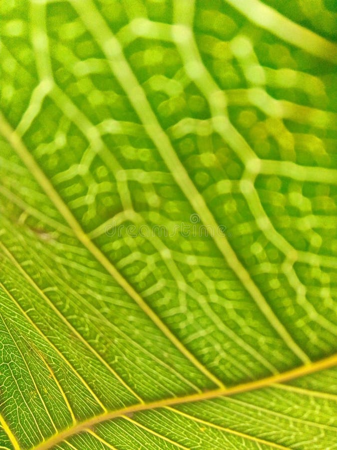 Macro zoom Leaf Texture stock image. Image of zoom, tree - 273222435