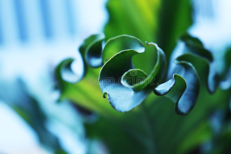 Macro Zoom in Photo Texture Leaf Green Nature Stock Image - Image of ...