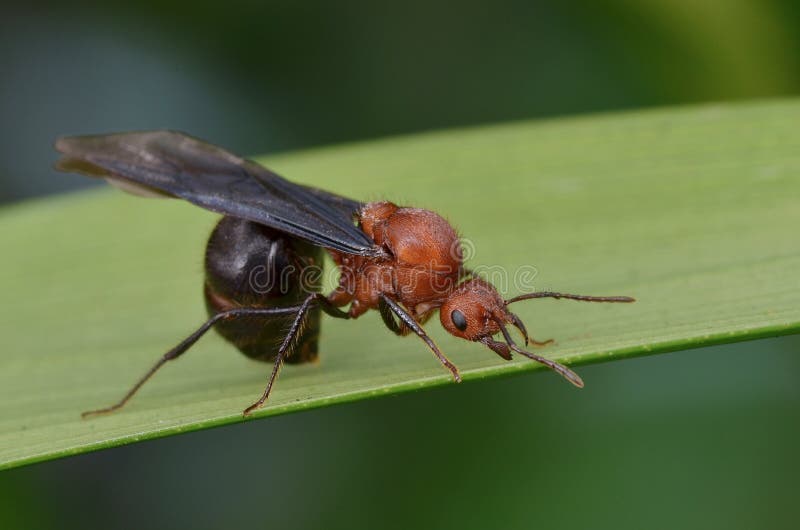 Red-winged Wingless - Een Gewoon Aards Insect Van De Familie Die Van ...