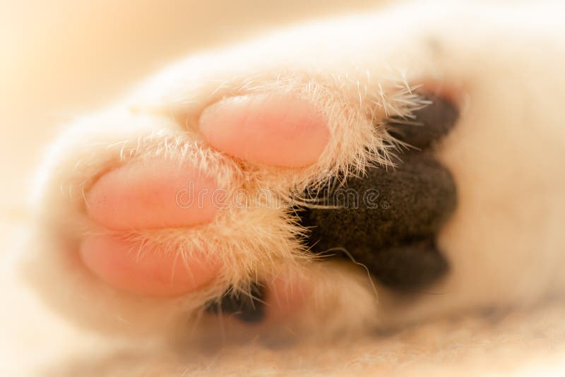 Macrobeeld Van Witte Kattenpoot Stock Foto - Image of lichten ...