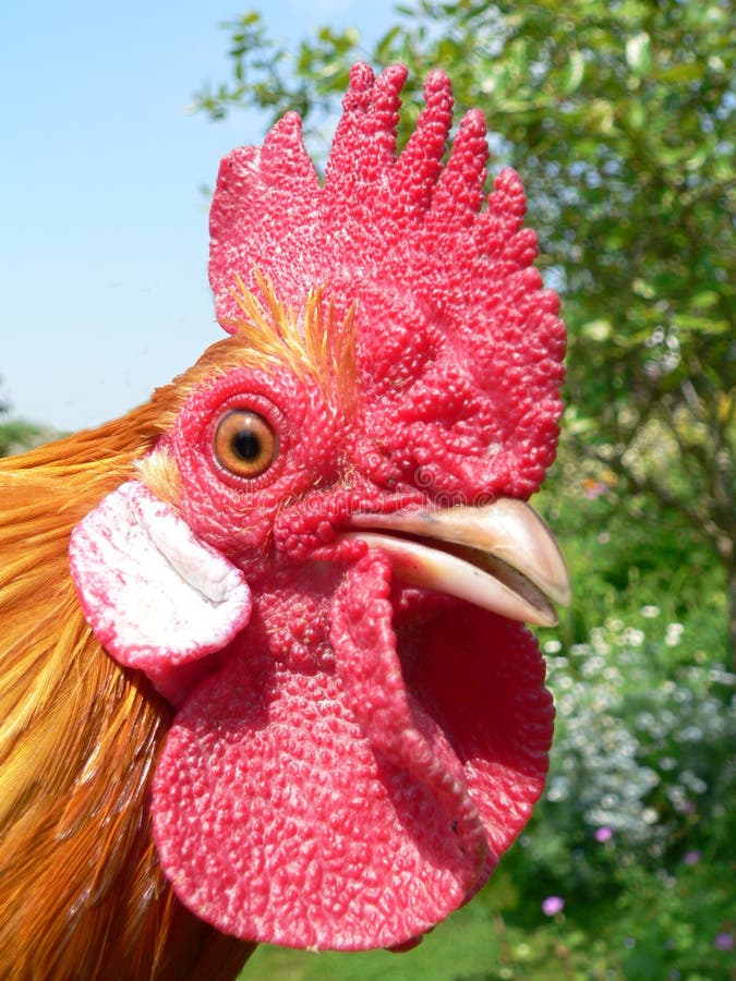 Macrochicken stock image. Image of chicken, garden, animal - 309475