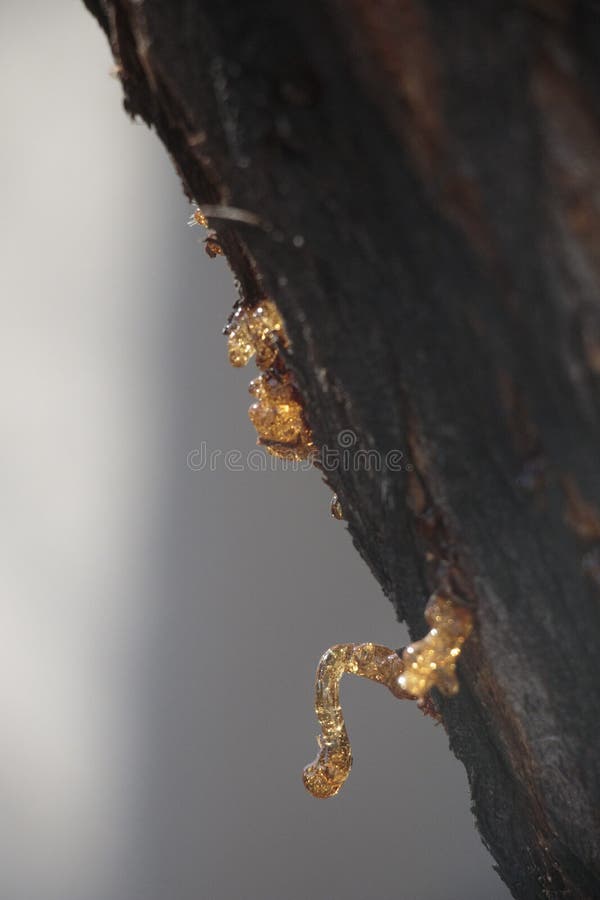 Macroclose-up Van Amber Tree Sap Sparkling in Zonlicht Stock Afbeelding ...