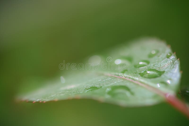 Green Leaf with Water Drops. Stock Image - Image of water, insect ...