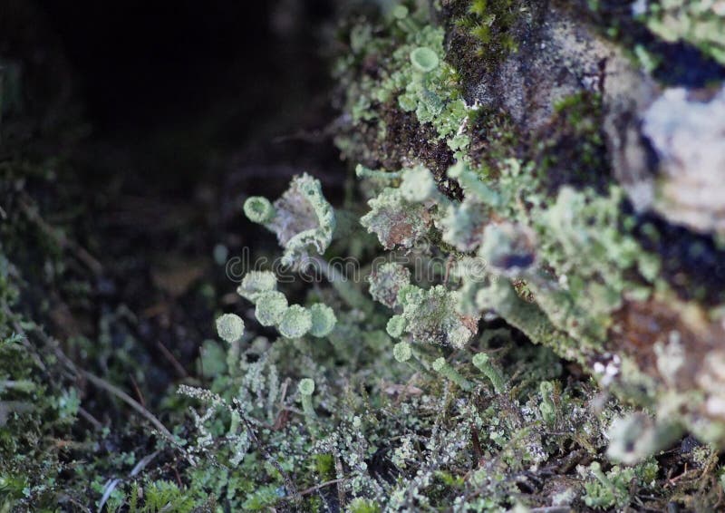 Microscopisch Korstmos Lichenes Met Recessen Apothecia Apothecium ...