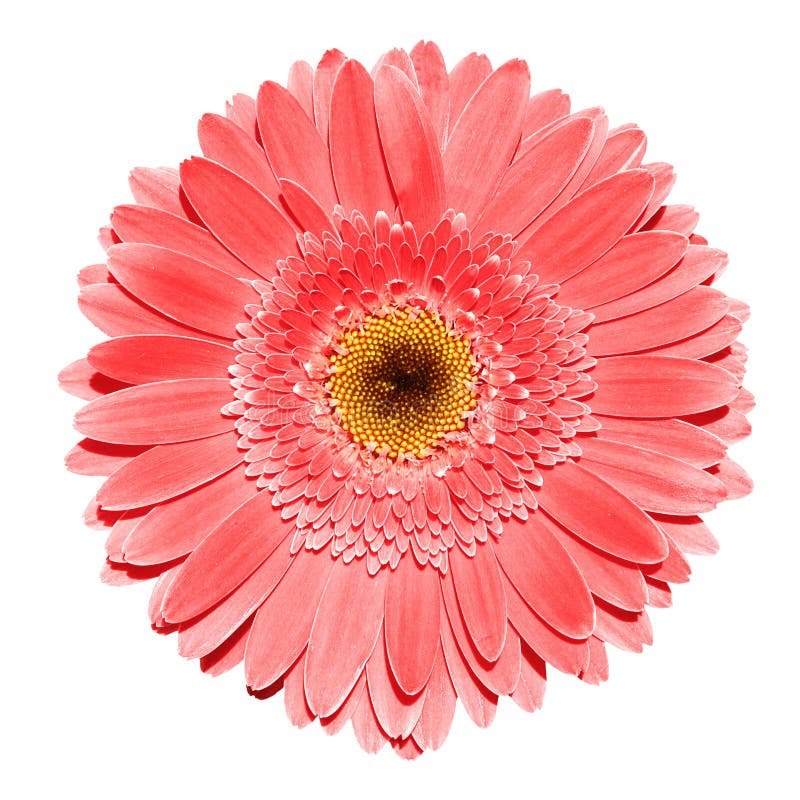 Macrofotografia Rossa Del Fiore Della Gerbera Isolata Fotografia Stock ...