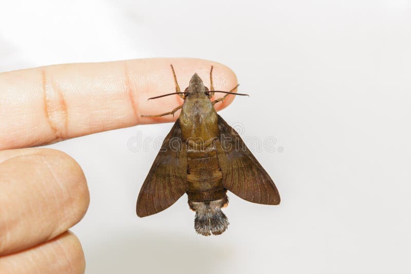 Macroglossum Sitiene Moth Finger Stock Photos - Free & Royalty-Free ...