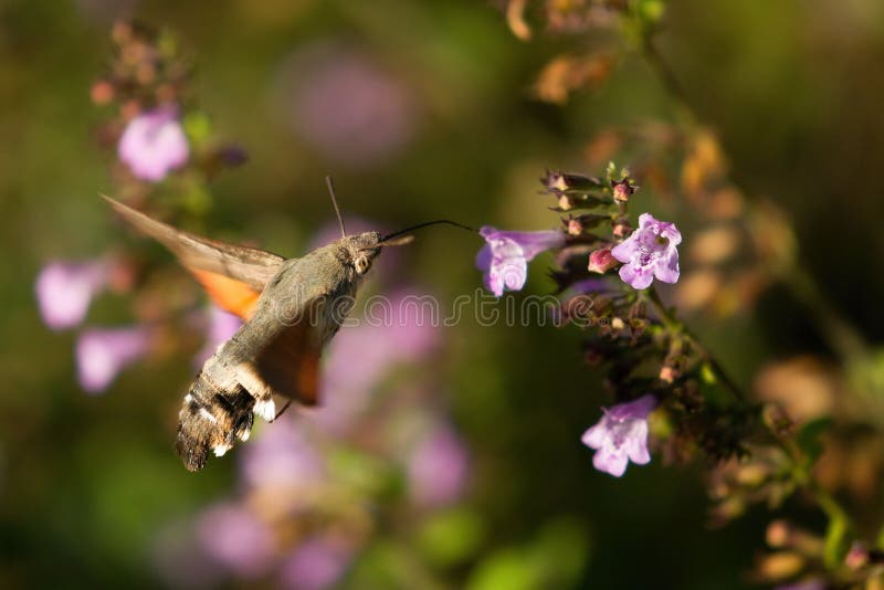 Macroglossum, stellatarum stock photo. Image of lantana - 238877452