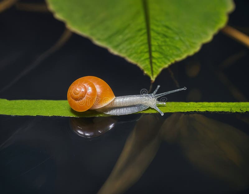 Macrography of a Transparent Baby Snail Whose Body is on a Taro Leaf ...