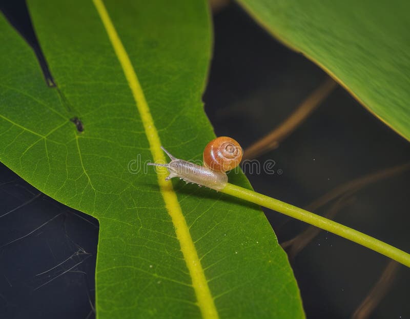 Macrography of a Transparent Baby Snail Whose Body is on a Taro Leaf ...