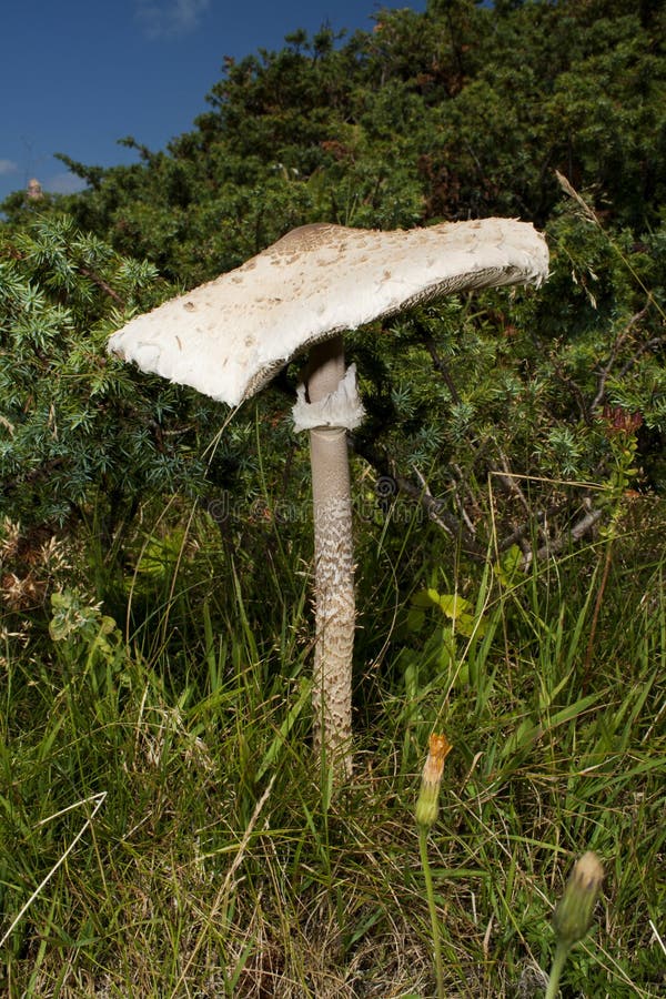 Macrolepiota procera stock photo. Image of comestible - 10681260
