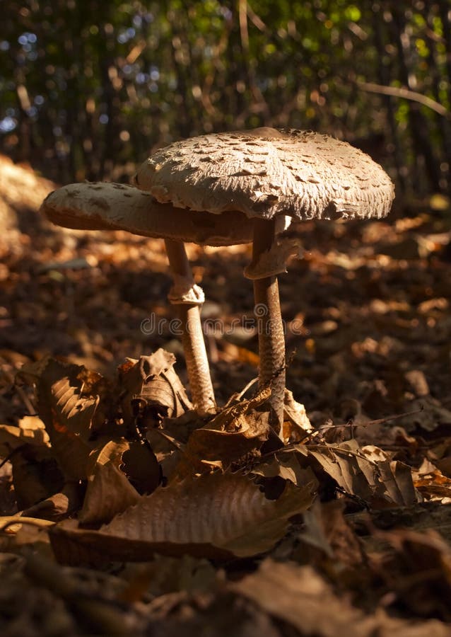 Macrolepiota procera stock photo. Image of natural, nature - 11254268