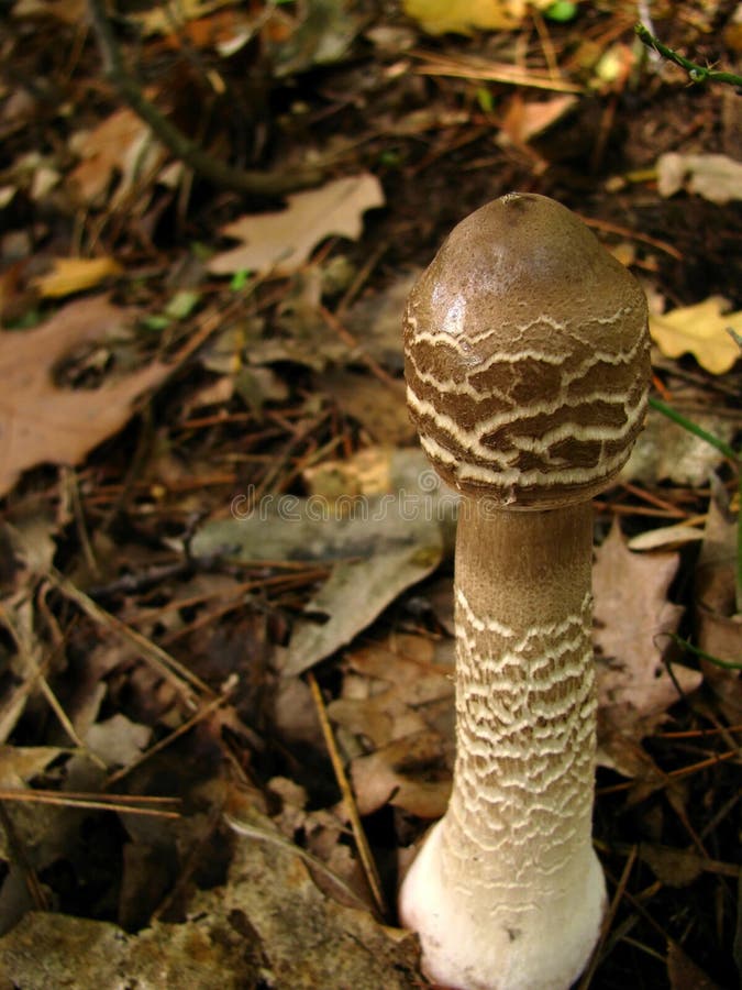 Macrolepiota procera stock photo. Image of edible, procera - 16922286