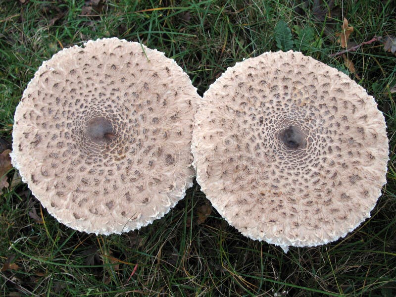 Macrolepiota procera stock photo. Image of abstract, circle - 24026438