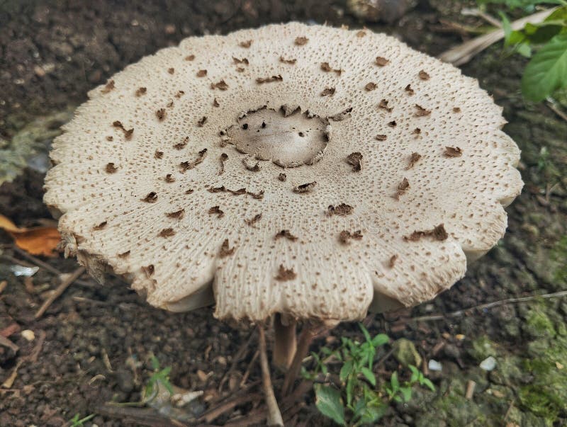 Macrolepiota Procera Mushroom Growing in the Yard Stock Image - Image ...
