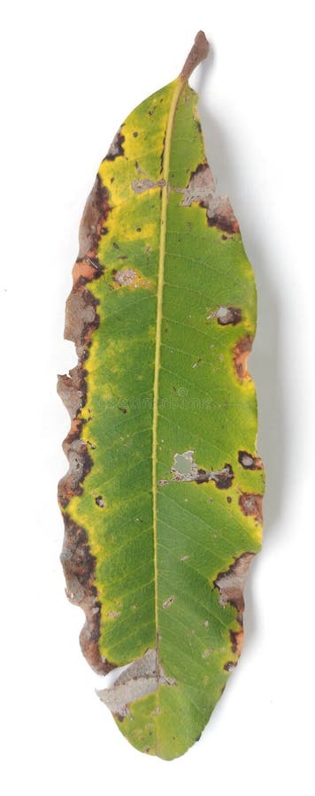 Macronutrient Deficient Mango Leaves Isolated on White Background ...