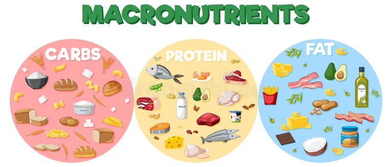 Macronutrients Diagram with Food Ingredients Stock Vector ...