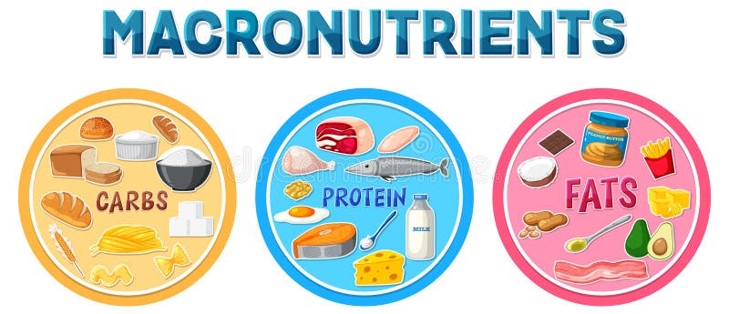 Macronutrients Diagram with Food Ingredients Stock Vector ...