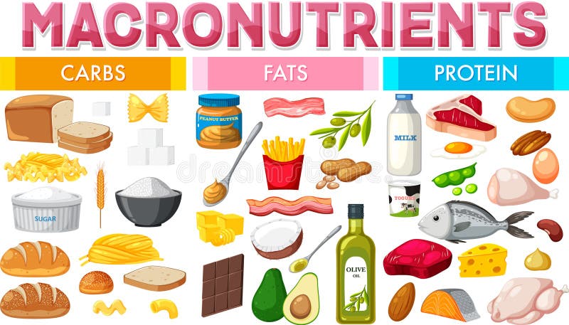 Macronutrients Diagram with Food Ingredients Stock Vector ... Macronutrients Diagram with Food Ingredients Stock Vector ...