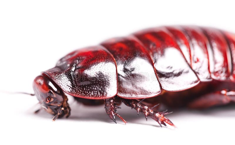 Macropanesthia rhinoceros stock photo. Image of pest - 19162762