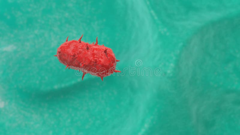 Macrophage Destroying Bacteria Stock Photo - Image of background ...