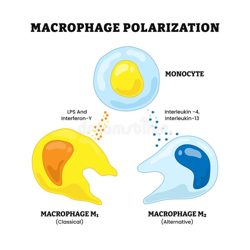 Macrophage Polarization Process, Labeled T Cell, Macrophage M2, M1 ...