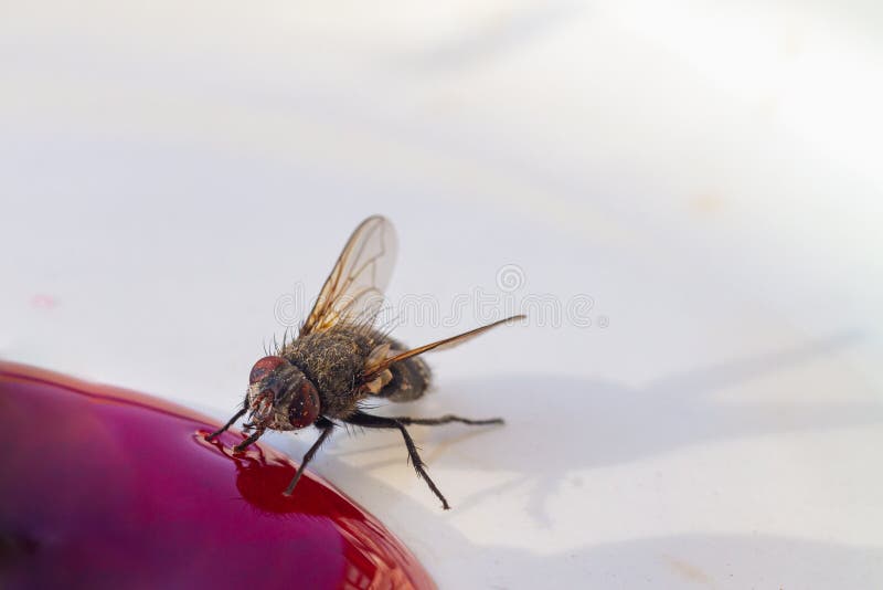 Macrophotograph of a Fly Eating Spilled Sweet Jam Stock Image - Image ...