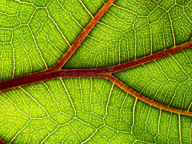 Macrophotograph of a Tropical Leaf - Leaf Texture, Leaf Background with ...