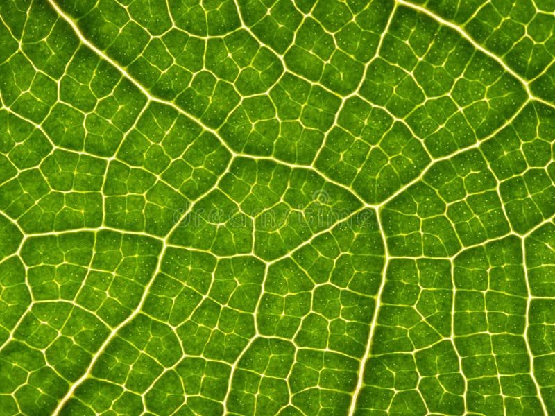 Macrophotograph of a Tropical Leaf - Leaf Texture, Leaf Background with ...