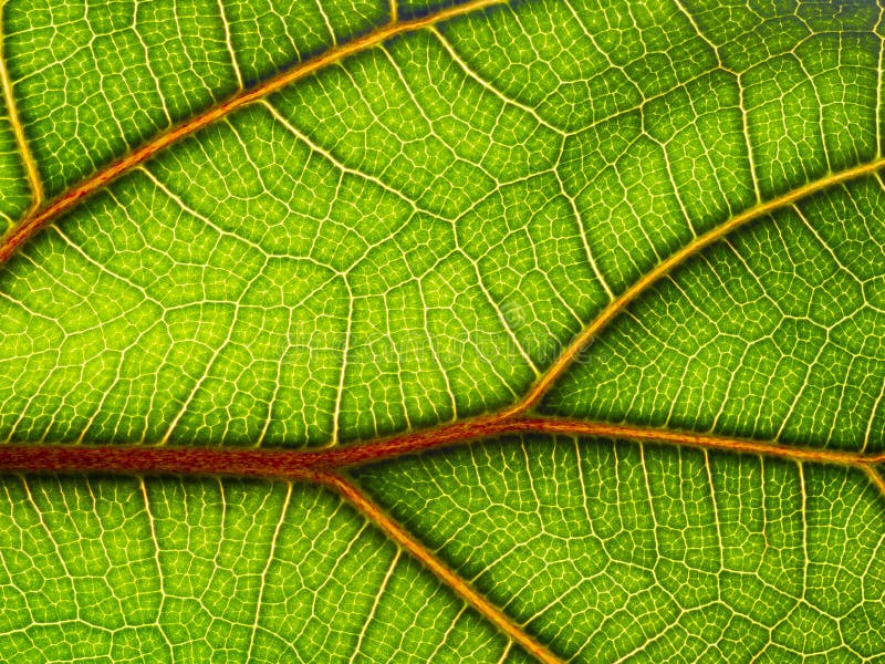 Macrophotograph of a Tropical Leaf - Leaf Texture, Leaf Background with ...