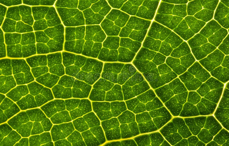 Macrophotograph of a Tropical Leaf - Leaf Texture, Leaf Background with ...