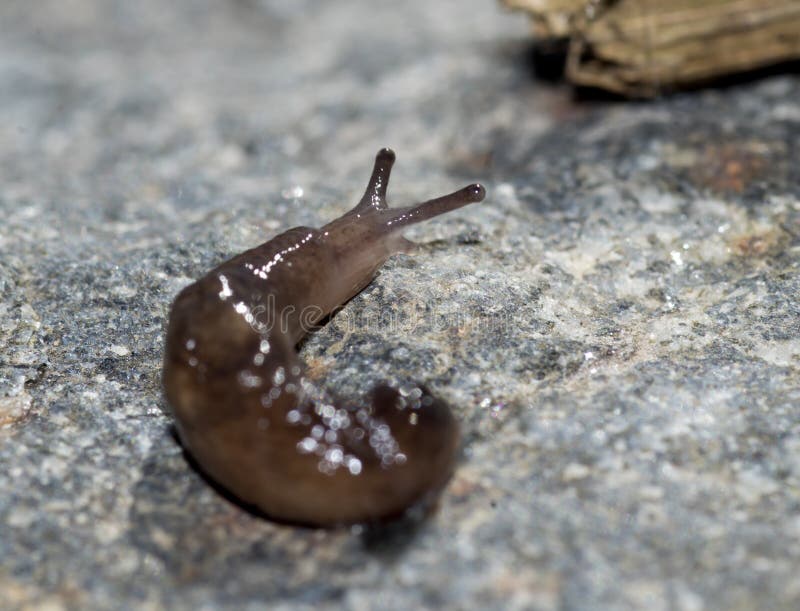 Slug on rock stock photo. Image of slug, macrophotography - 179650122