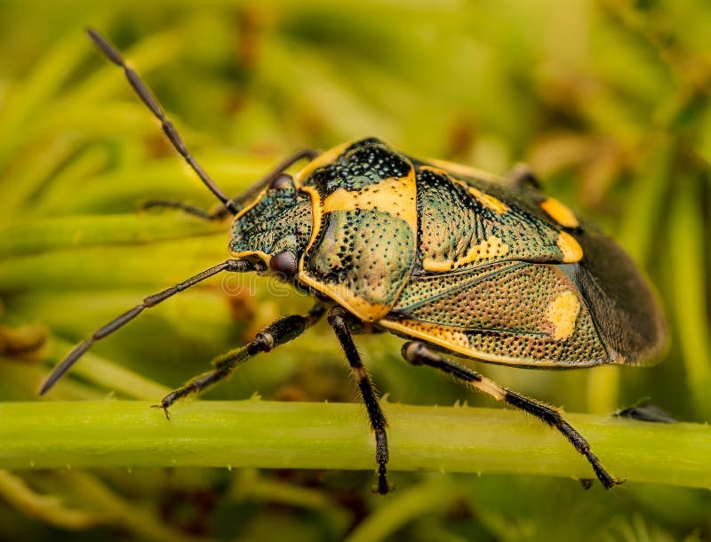 Yellow spotted shieldbug stock image. Image of arthropod - 264386577