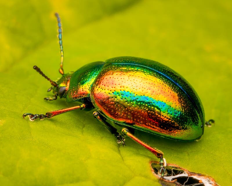 Bright colored beetle stock image. Image of bright, color - 229127533