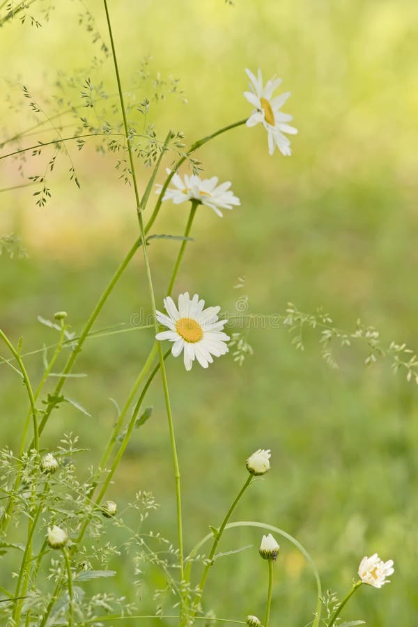 Daisy flowers in the field stock photo. Image of petals - 221586980