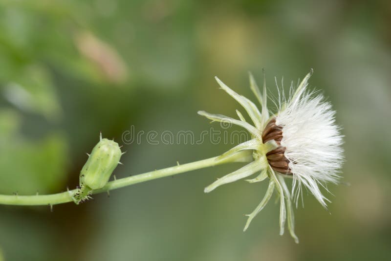 Erechtites, Fluffy White Weed Stock Image - Image of seed, head: 193234575