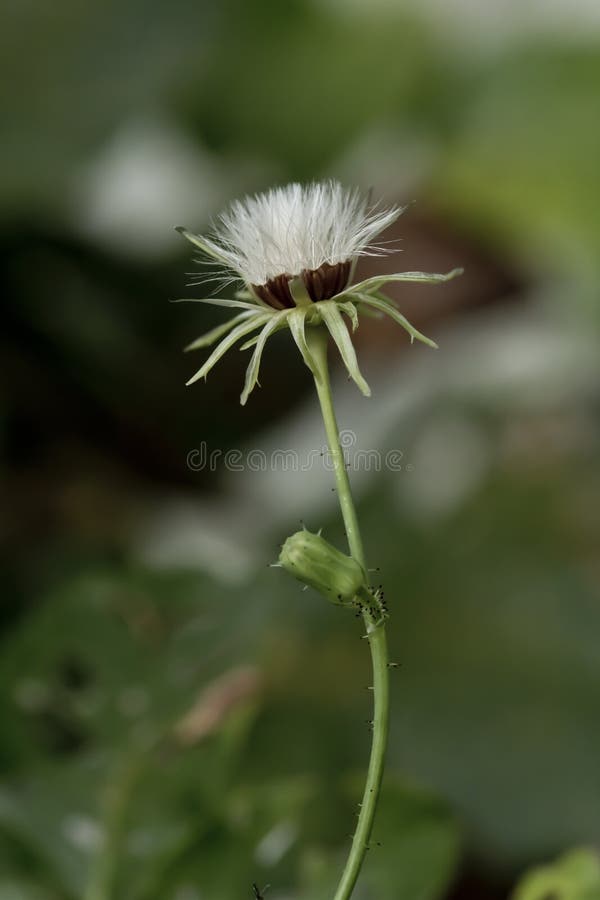 Fluffy white weed stock photo. Image of vertical, weed - 193234692