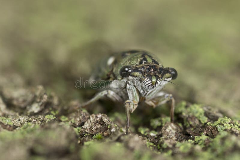 Cicada on tree closeup stock image. Image of closeup - 227068891