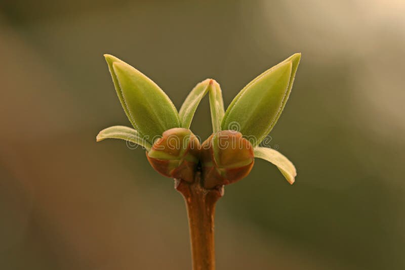 Leaf Buds of Lilac Tree Closeup Stock Image - Image of stem, spring ...