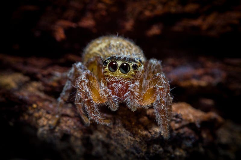 Macrophotography of Jumping Spider on a Tree Bark. Stock Image - Image ...