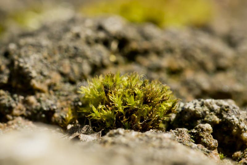 Moss growing on a rock. stock photo. Image of moss, plant - 217016480