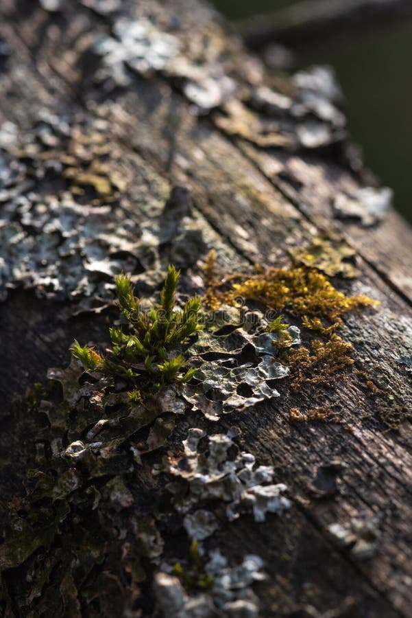 Macrophotography. Moss and Lichen Stock Photo - Image of natural ...