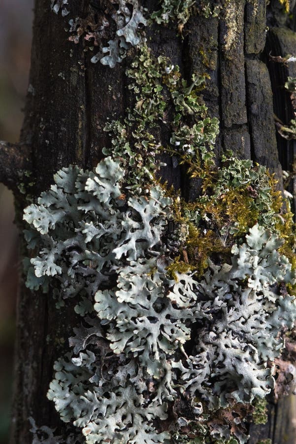 Macrophotography. Moss and Lichen Stock Image - Image of plant ...